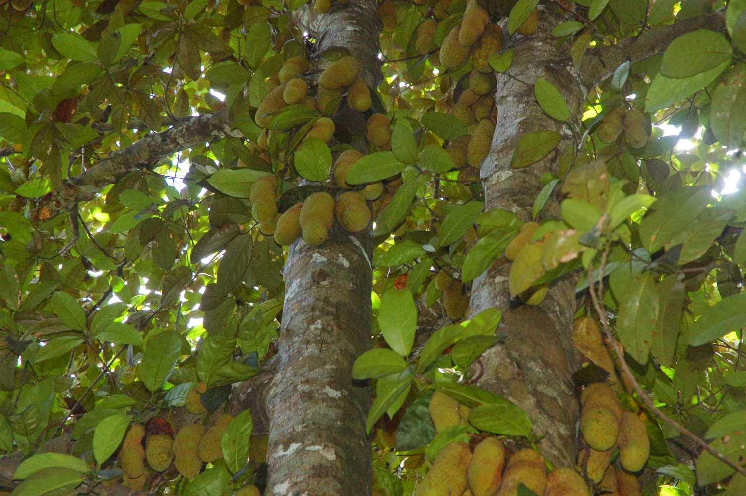 North Borneo - Sabah - East Malaysia - Month of August - Lot of ...