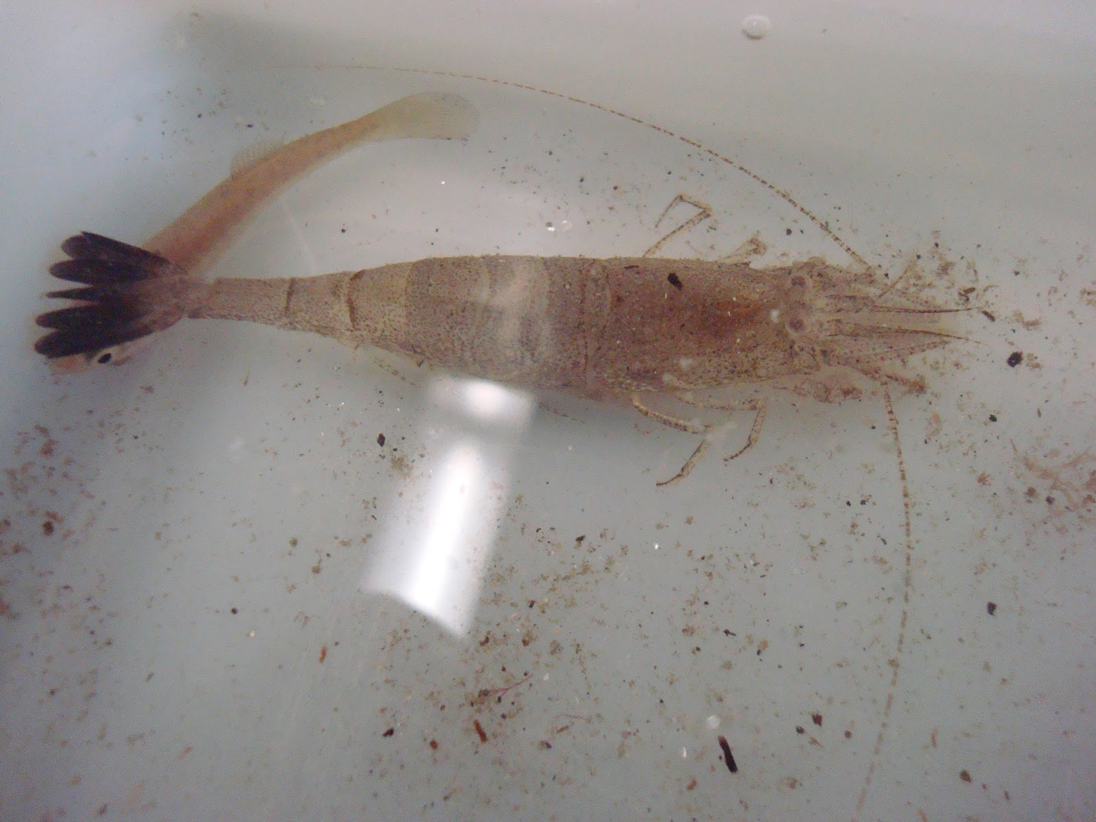 Crangon septemspinosa (Sand shrimp) (Sevenspine bay shrimp)