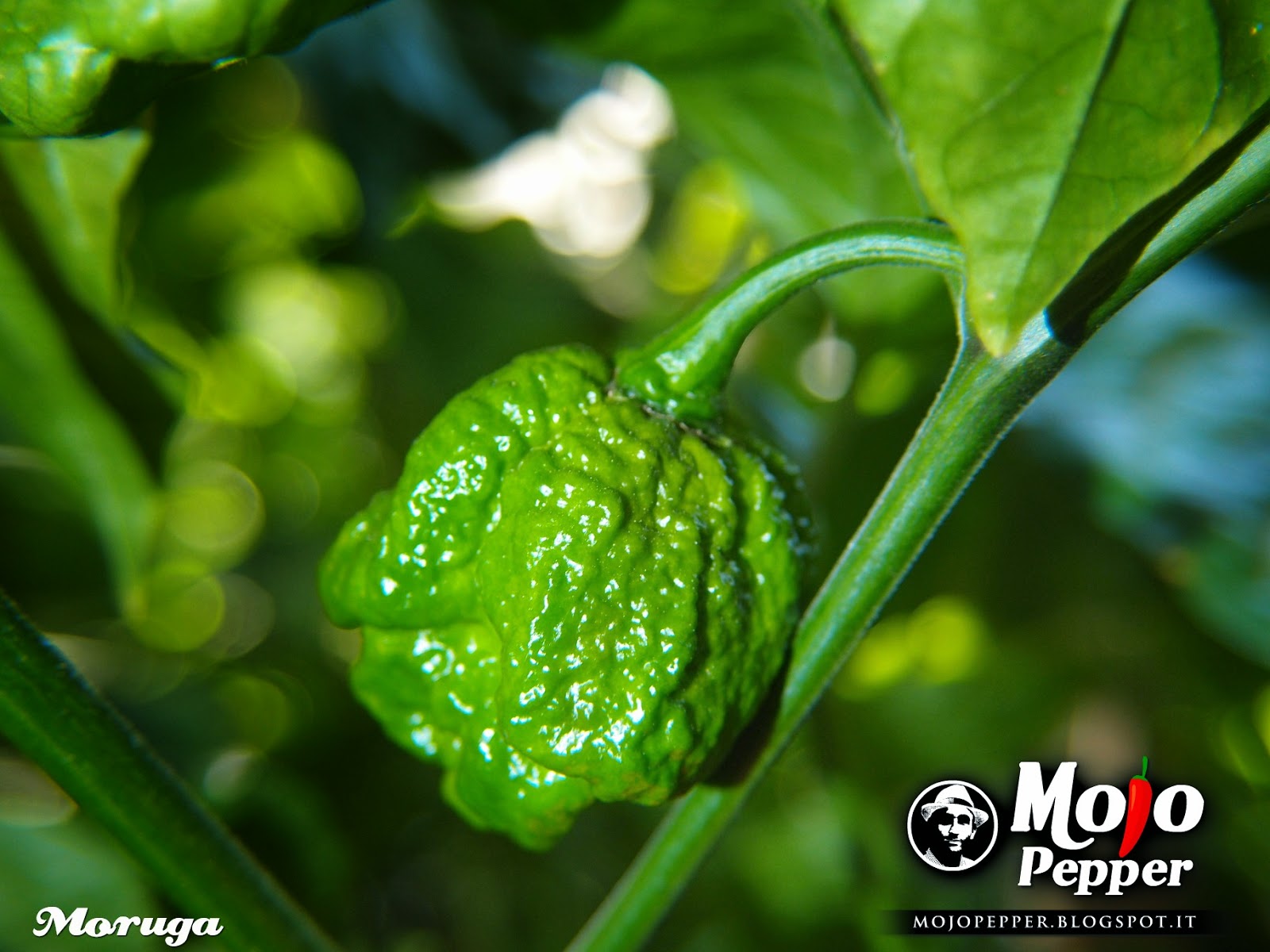 The Mojo Pepper - Just a Chili Pepper grower: Pink Tiger, BBG7 MAMP ...