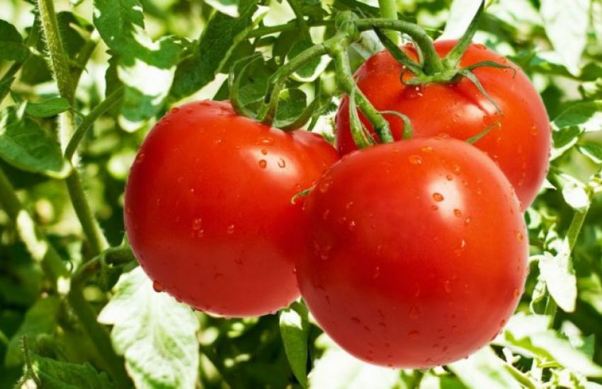 SÃO LOURENÇO RURAL: EMBRAPA CRIA TOMATES MAIS NUTRITIVOS E COM MAIOR ...
