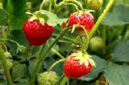 Budidaya Stroberi dan Cara Menanam Stroberi | Tanaman Hias dan ...