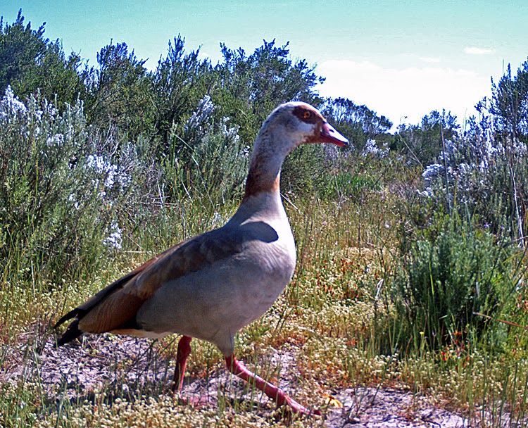Remote Camera Trap - South Africa: Those Common Birds