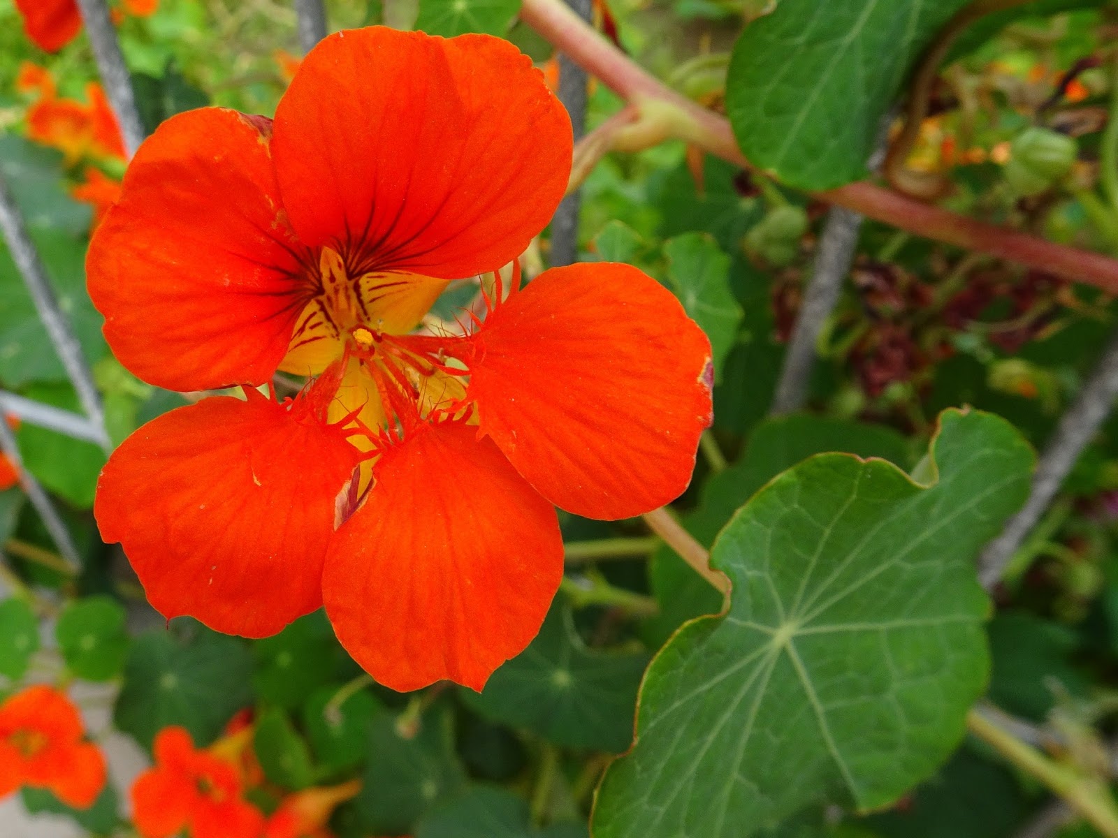 HERBARIO VIRTUAL DE BANYERES DE MARIOLA Y ALICANTE: Tropaeolum majus ...