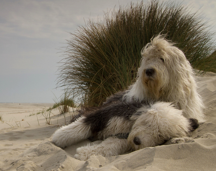 Cute!: Sheephounds in the sand!