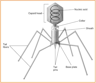 BACTERIOFAG | Materi dan Soal Biologi