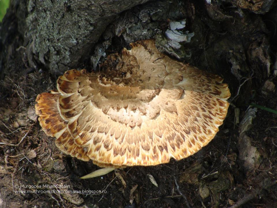 Mushrooms from Romania: Polyporus squamosus