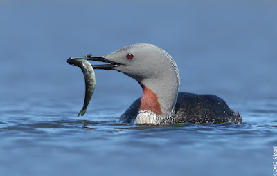 Red-Throated Loon