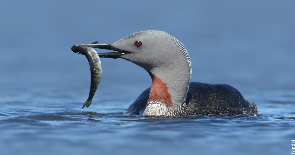 Red-Throated Loon