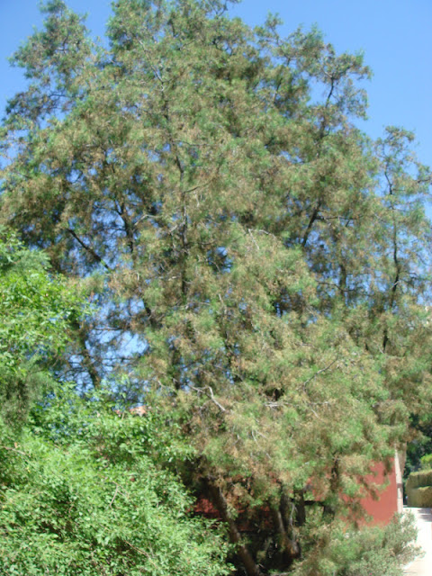 Fotografiando plantas: Araar