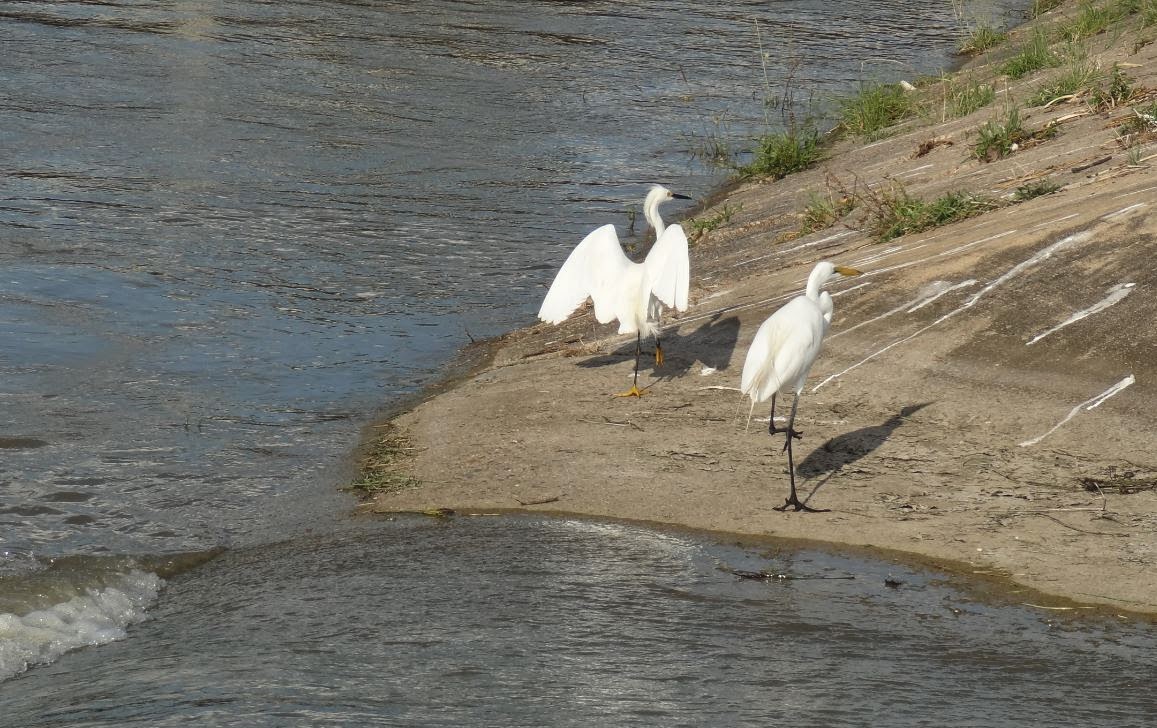 H-Town-West Photo Blog: Beautiful Birds on Buffalo Bayou