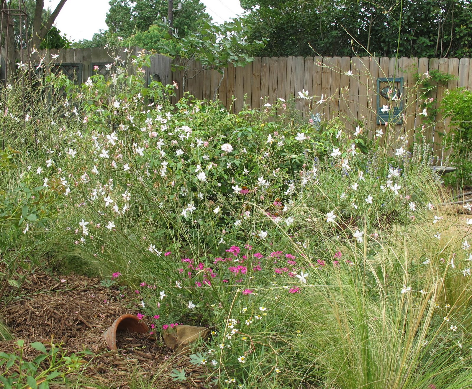 Blooming Where They're Planted: GBBD July 2011