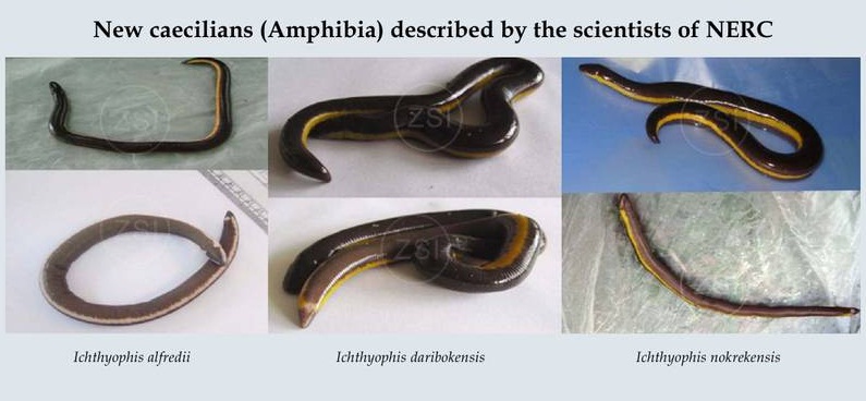 Species New to Science: [Herpetology • 2009] Ichthyophis alfredii, I ...