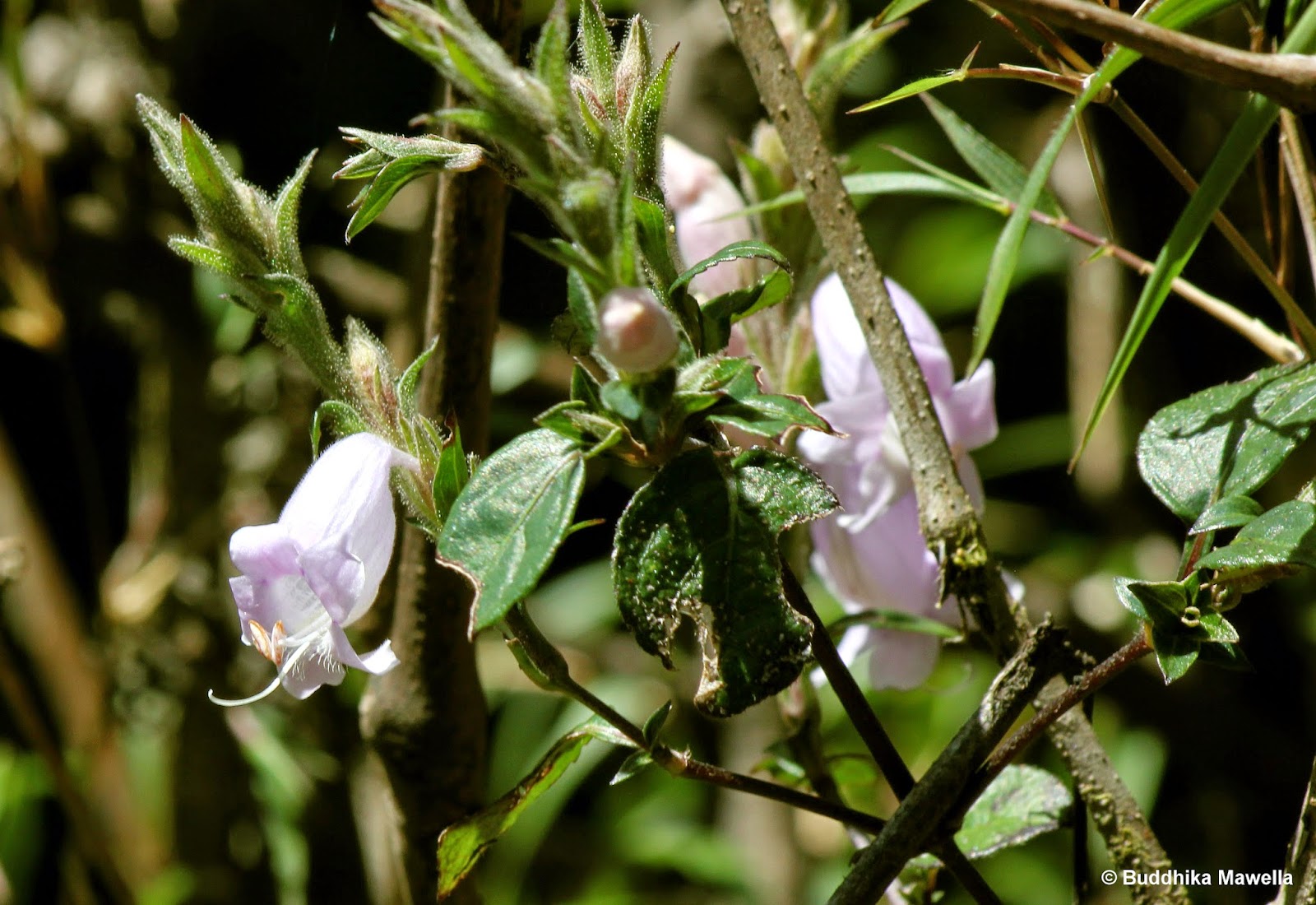 Lanka Nature Summary: Strobilanthes viscosa
