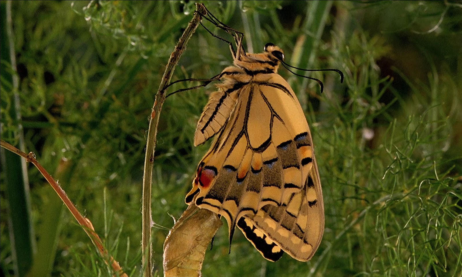 The Beautiful Film Frames: Microcosmos (1996) Blu-Ray Screenshots