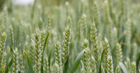 Belajar Berkebun Sungguh Menyenangkan: Cara Menanam Gandum yang Baik