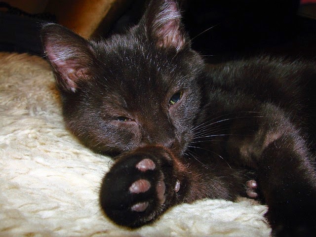 47+ Gambar Kucing Lucu Hitam