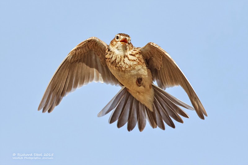 Wildlife Photographic Journals: Up with the Larks