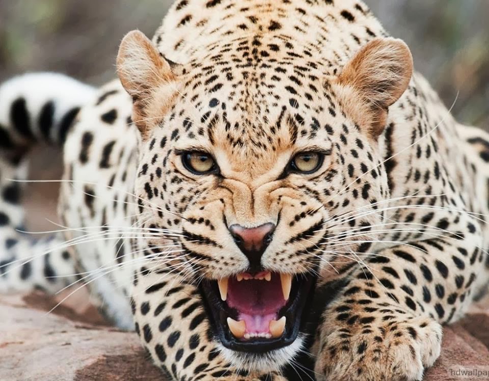 Loepar HD Wallpaper ~ HD Exclusive Wallpapers