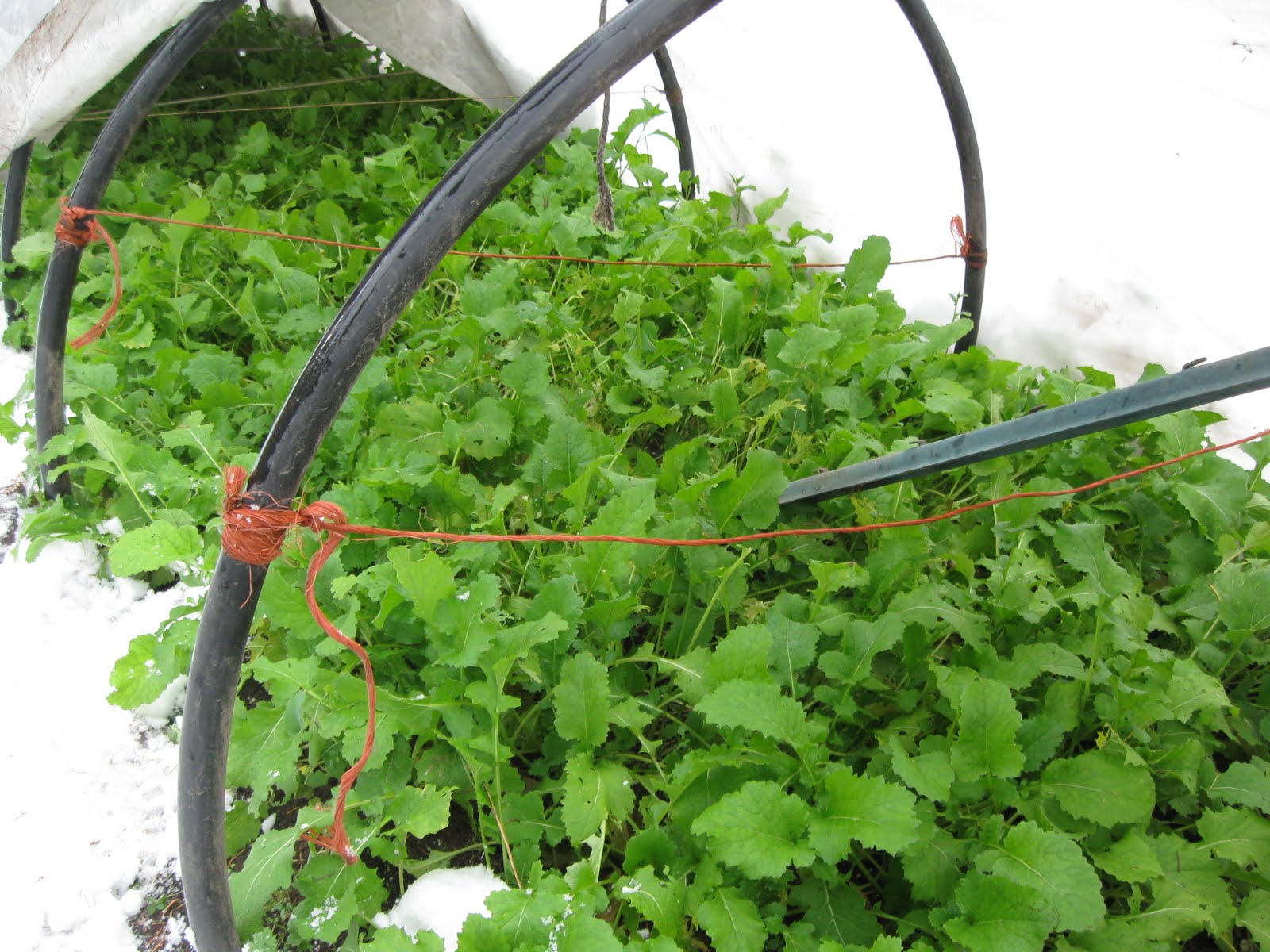 Our Subsistence Pattern