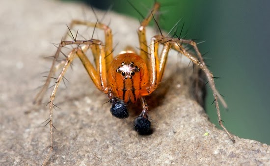 Top 20: As aranhas mais estranhas e bonitas do mundo ~ Biólogo Esperto