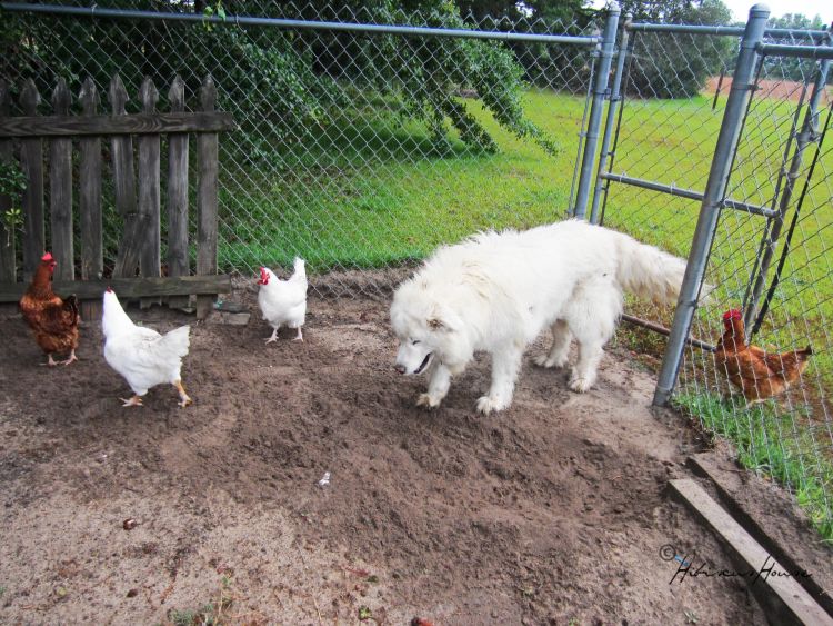 Hibiscus House: Funny Backyard Animals