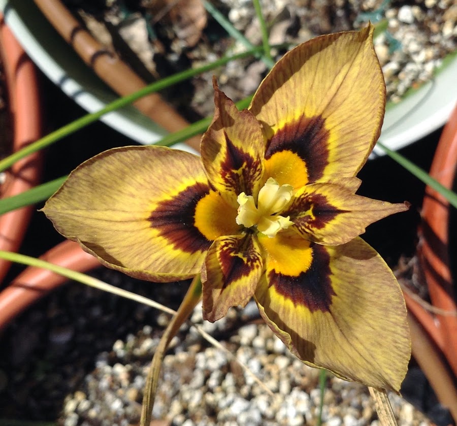 Growing Cool Plants: New Moraea Hybrids, 2015