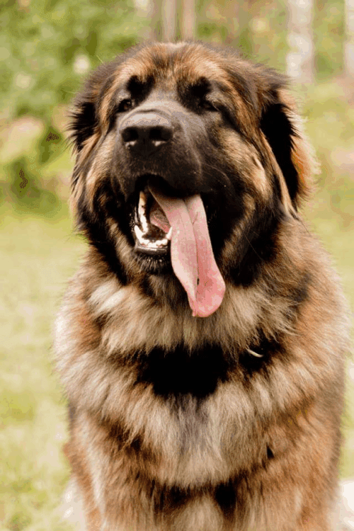 Sylvin silmin!: Se koira älähtää, johon kalikka kalahtaa ja muita ...