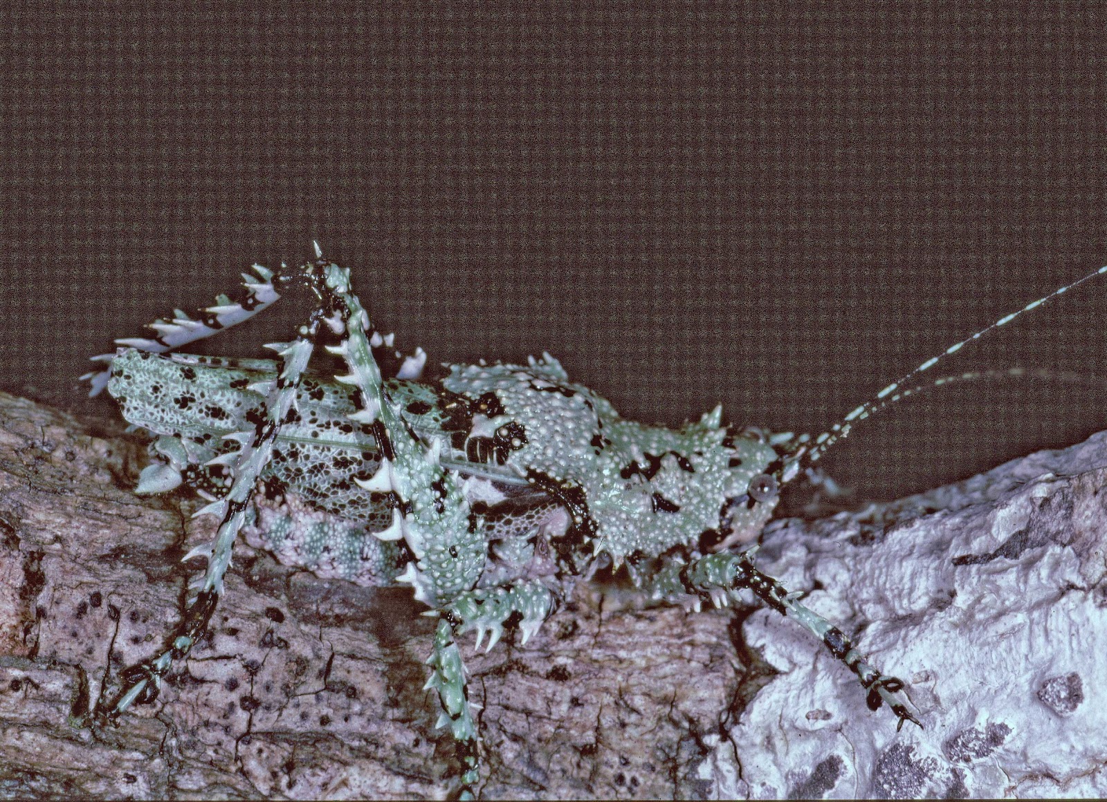 BunyipCo: March 2012