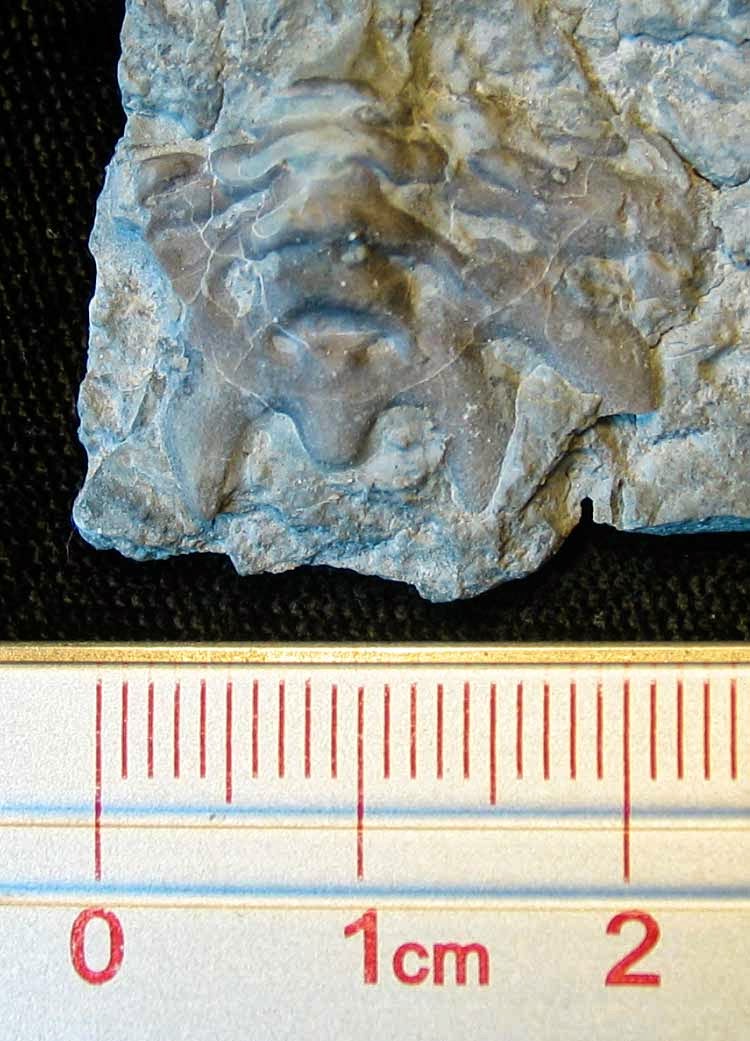 Louisville Fossils and Beyond: Cheirurus niagarensis Trilobite Fragment