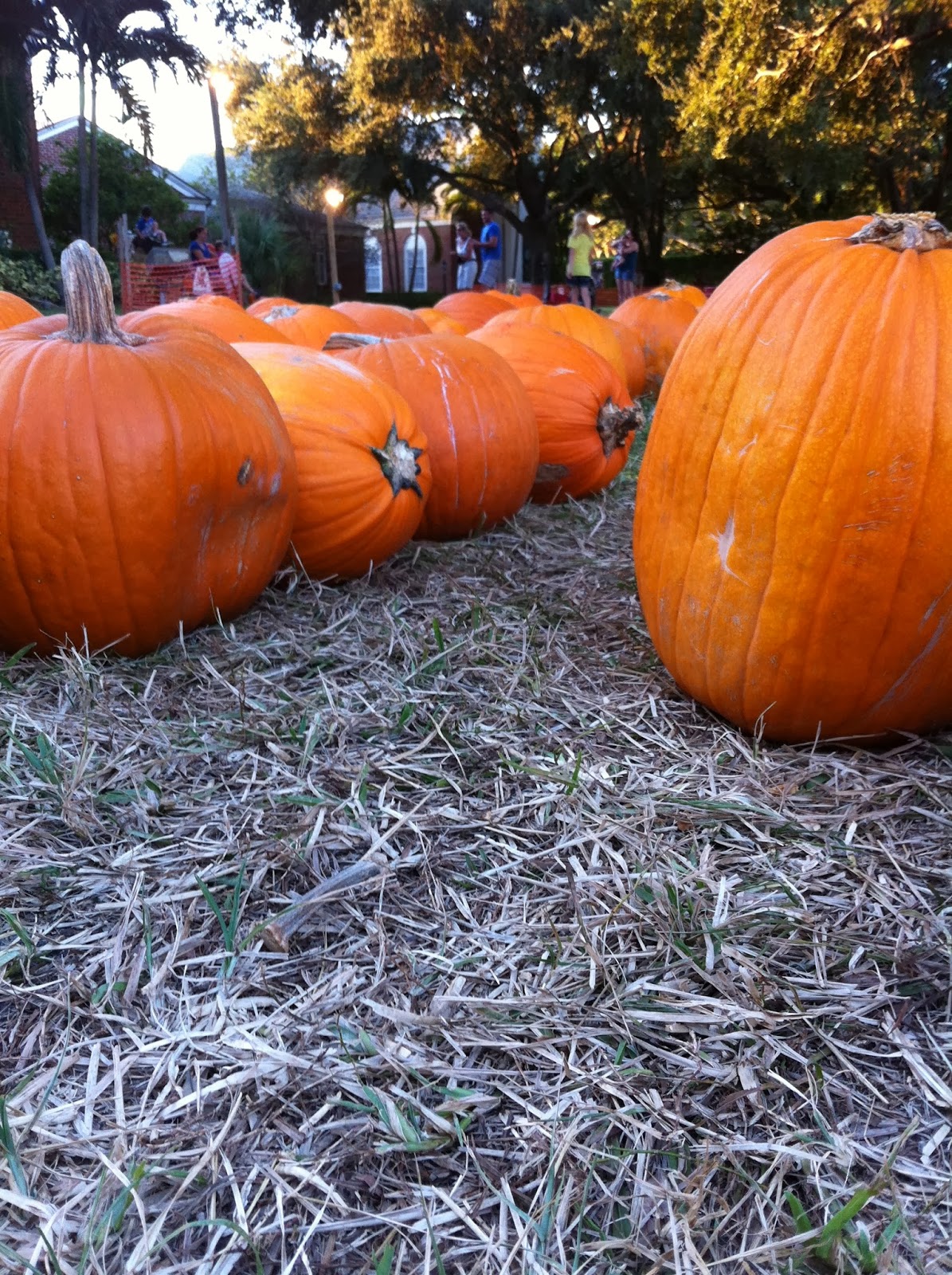Sounds Like Chelsea's Life: Pumpkin Patch!