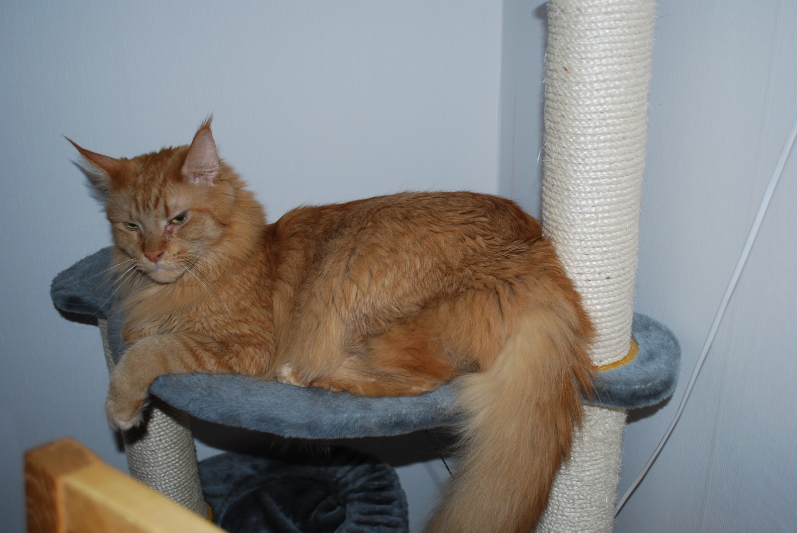 Mini: Katt i fönstret