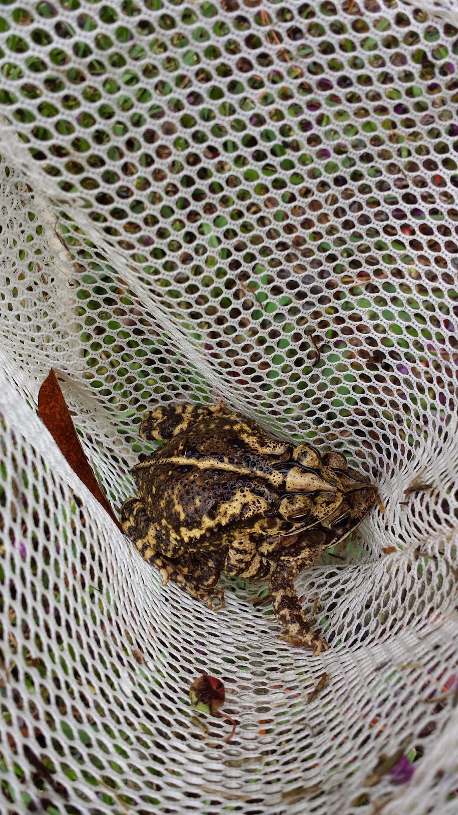 Journals of an Amateur Naturalist: Raining Toads