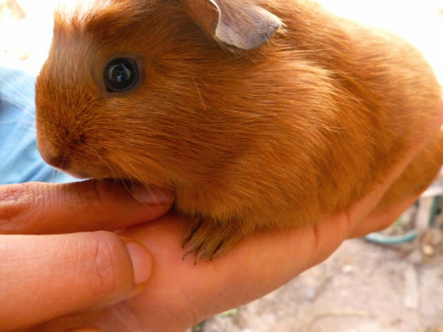 EVALUACIÓN DEL ALIMENTO BALANCEADO A BASE DE TUNA EN LA GANANCIA DE ...
