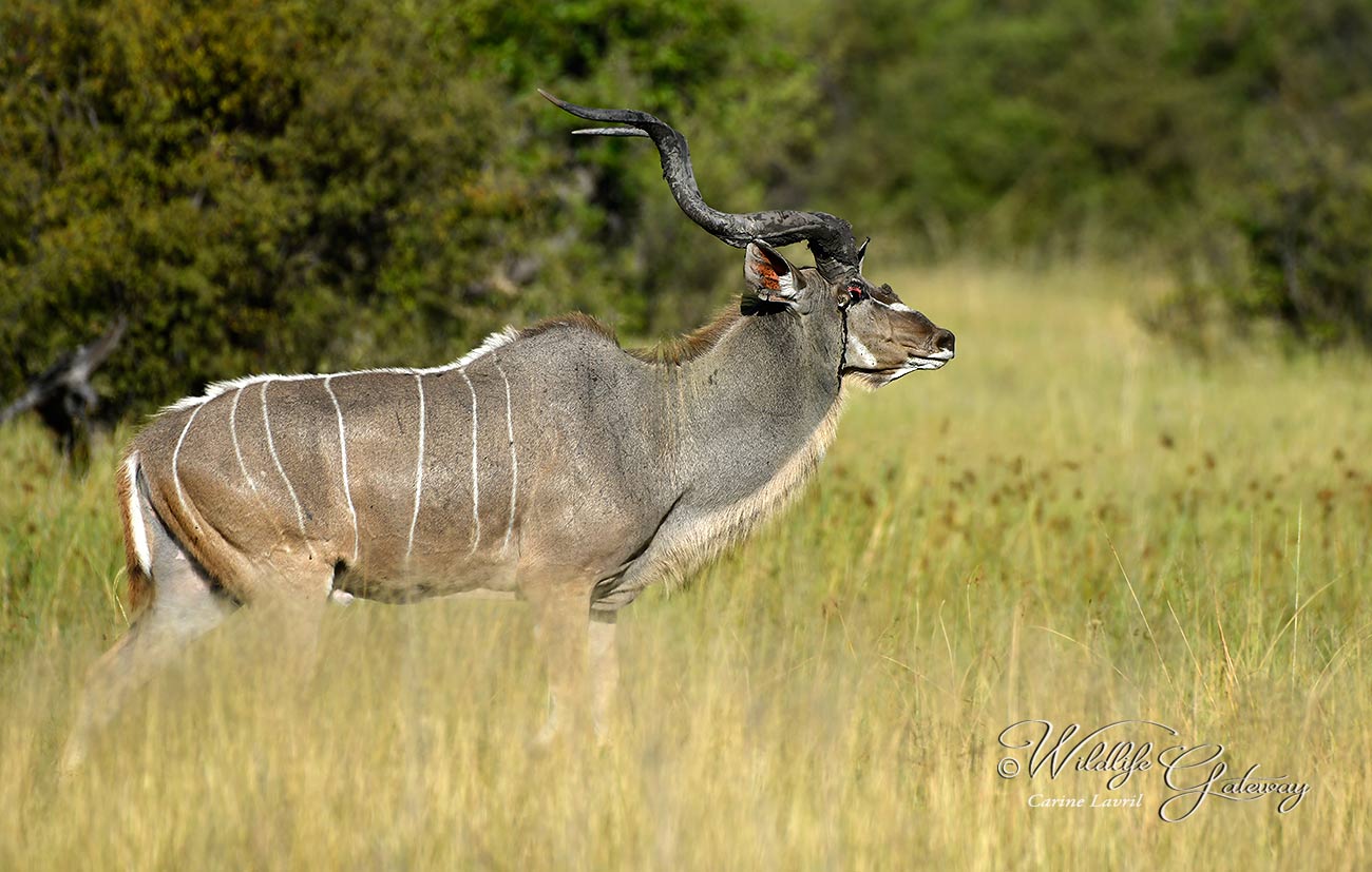 The Greater Kudu | Focusing on Wildlife