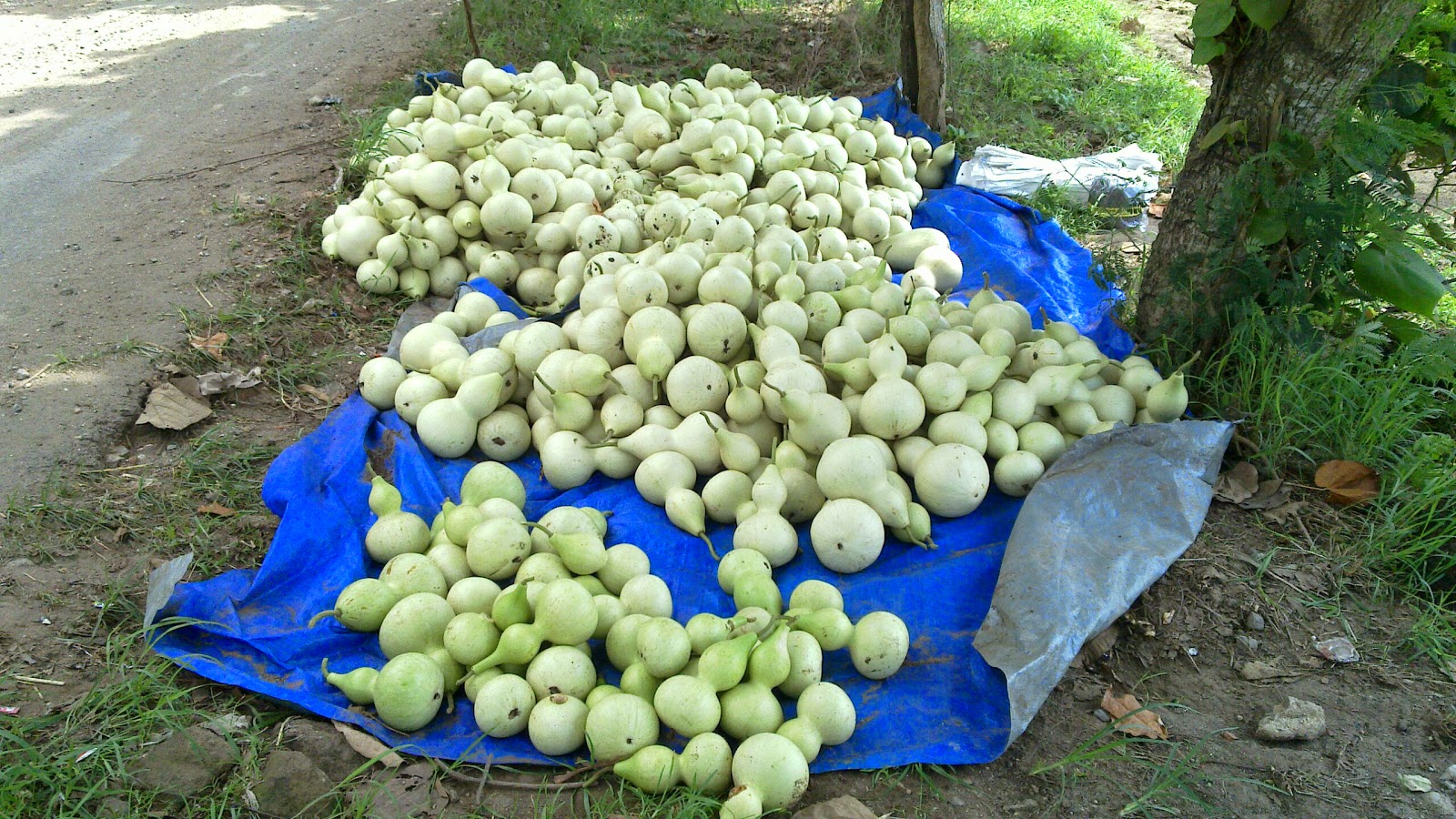 Labu China / Labu Botol / Labu Dewa mabuk / Labu Drunken Master