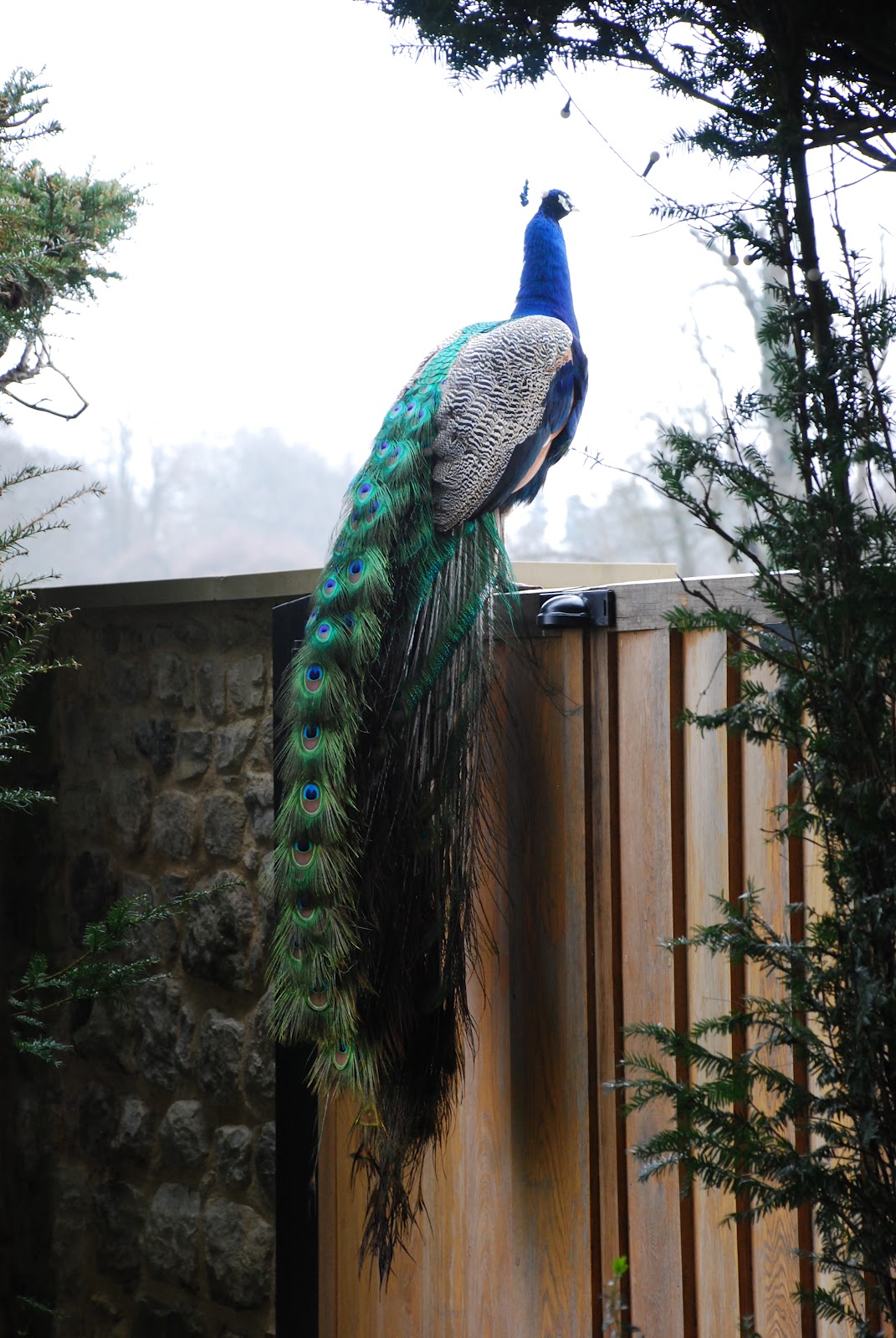 WHAT IS A PEACOCK? |The Garden of Eaden