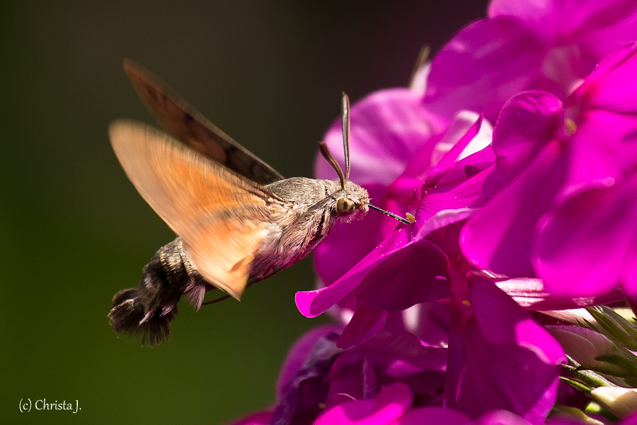 What I Love: Der mit dem langen Rüssel