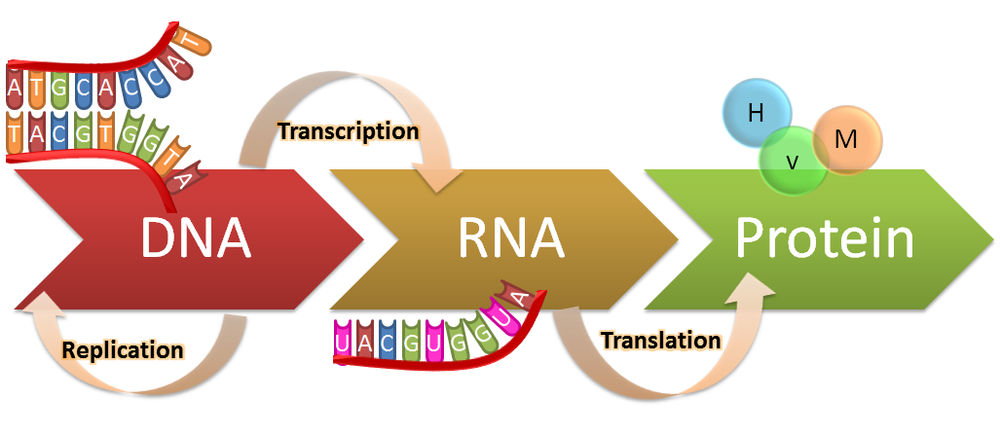 WOMANIA CLASSES: CENTRAL DOGMA: AN OVERVIEW
