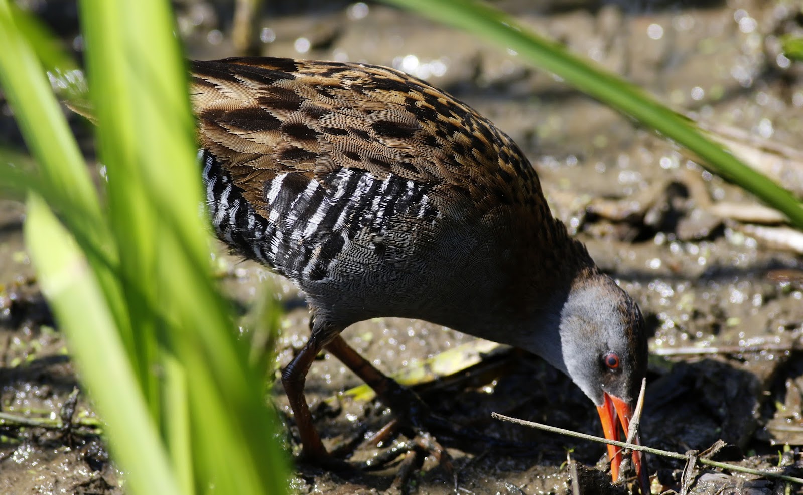 MAX'S BIRDING DIARY: LIMPING BIRDER DOES SOME LOCAL BIRDING.