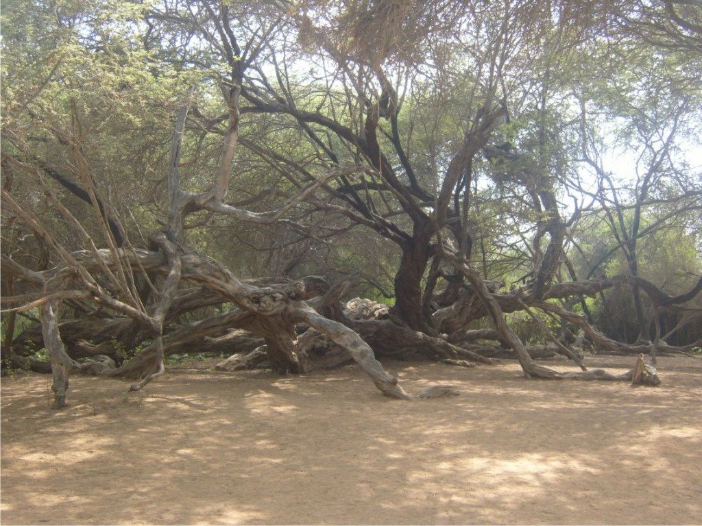 PÍTIPO, ¡UN PATRIMONIO POR CONOCER!: Patrimonio Cultural y Natural