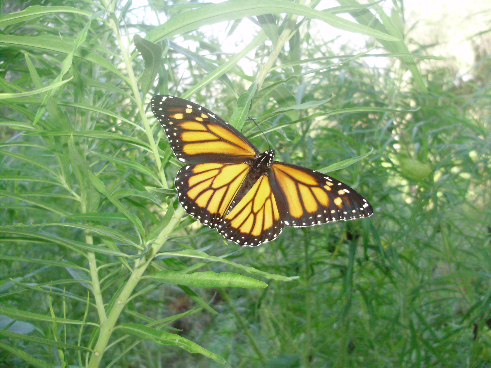 los llanos de guerra "la sierra de la bahia": Monarcas en mi balcon