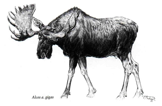 Abe's Animals: Caucasian moose pictures