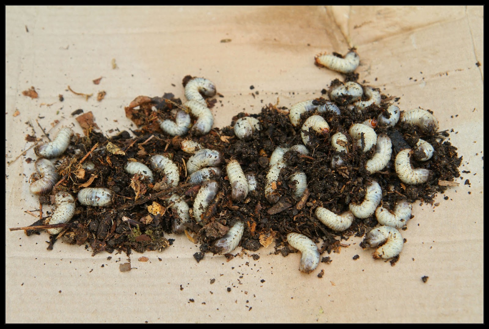 Le jardin des poussins: Déchets verts chez les poussins.