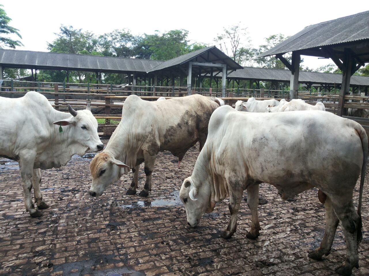 Harga Sapi potong untuk Qurban dan pedaging: Sapi QURBAN jenis Sumba ...