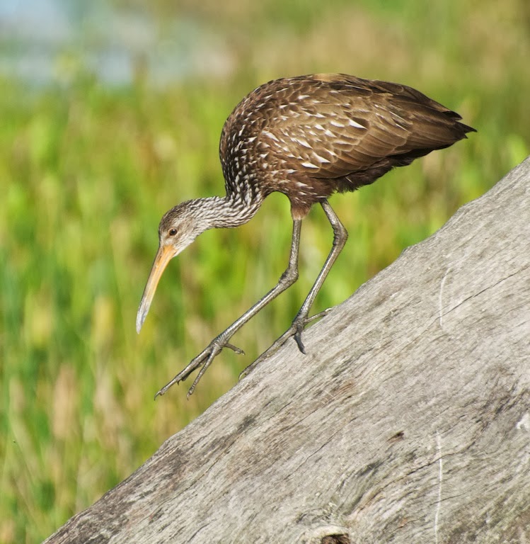 A Wandering Naturalist: Florida: Limpkins and the Like