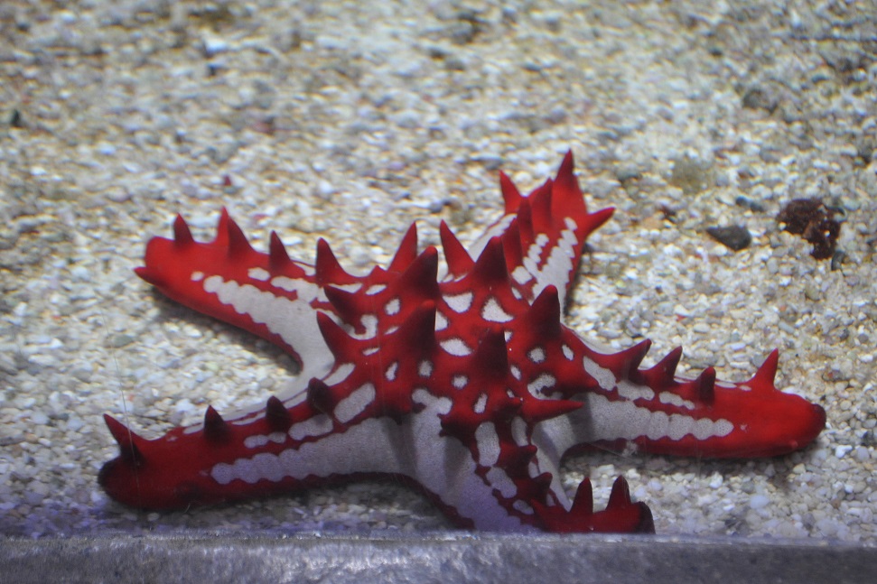 ZOOTOGRAFIANDO (6.096 ANIMALS): ESTRELLA DE MAR DE PUNTAS ROJAS / RED ...