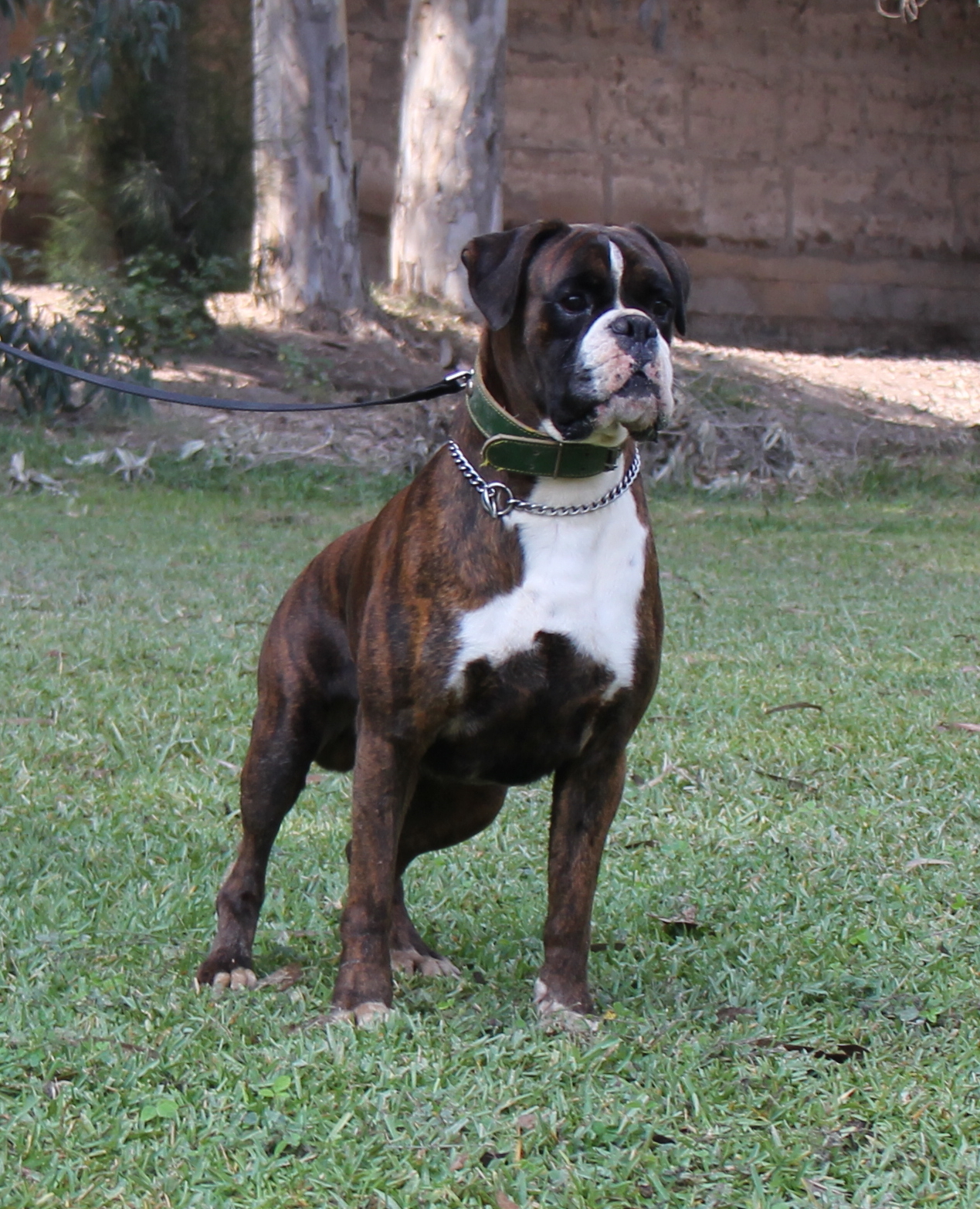 mythos boxers: Machos