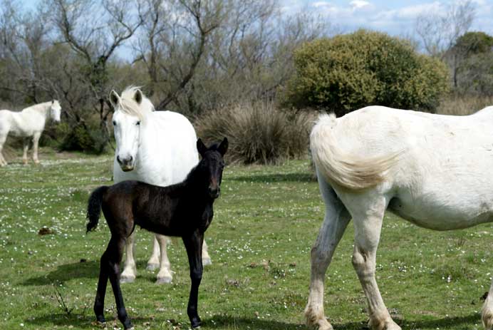 les derniers survivants: petit cheval noir et sa maman aussi blanche ...