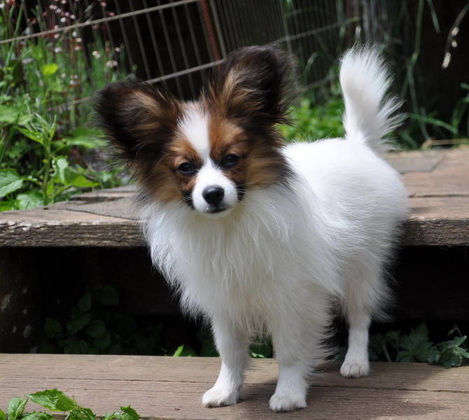 Road's End Papillons : Papillon Growth Stages, from Birth to 11 Months