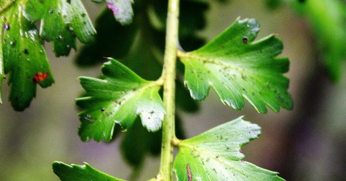 Phylloclade: A flattened stem functioning as a leaf.
